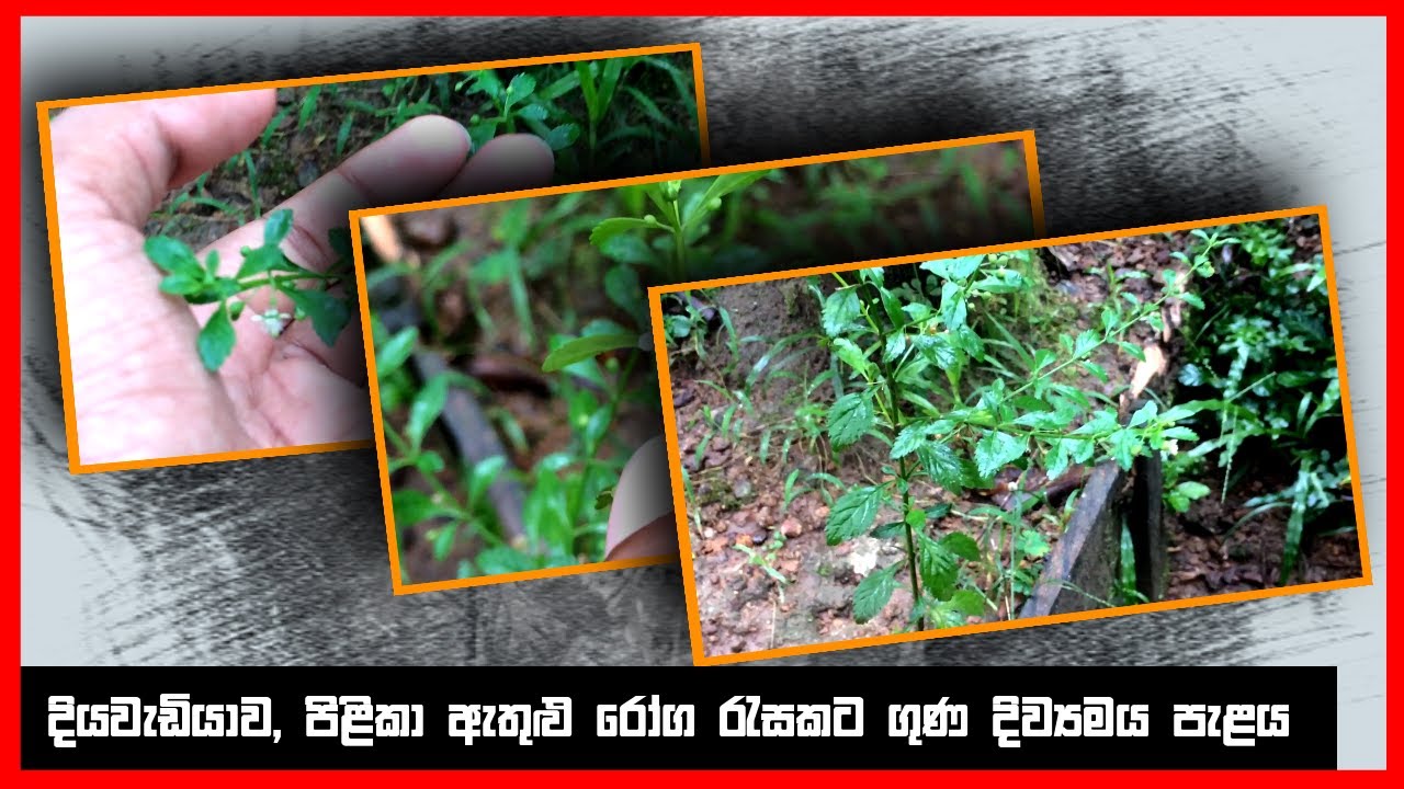 පිළිකා, දියවැඩියාව ඇතුළු රෝග රැසකට ගුණ වල් කොත්තමල්ලි | වල් කොත්තමල්ලි ...
