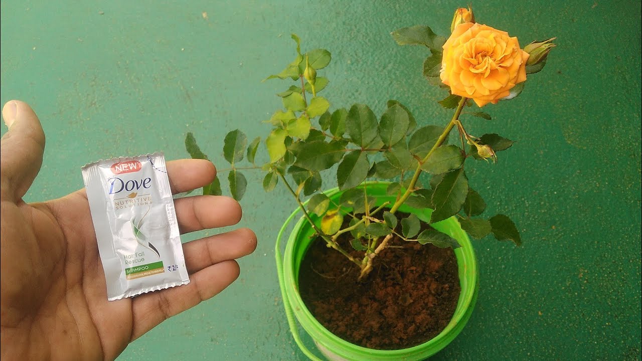 Easy Home made Pesticide for all plants using 2 rupees Dove Shampoo ...