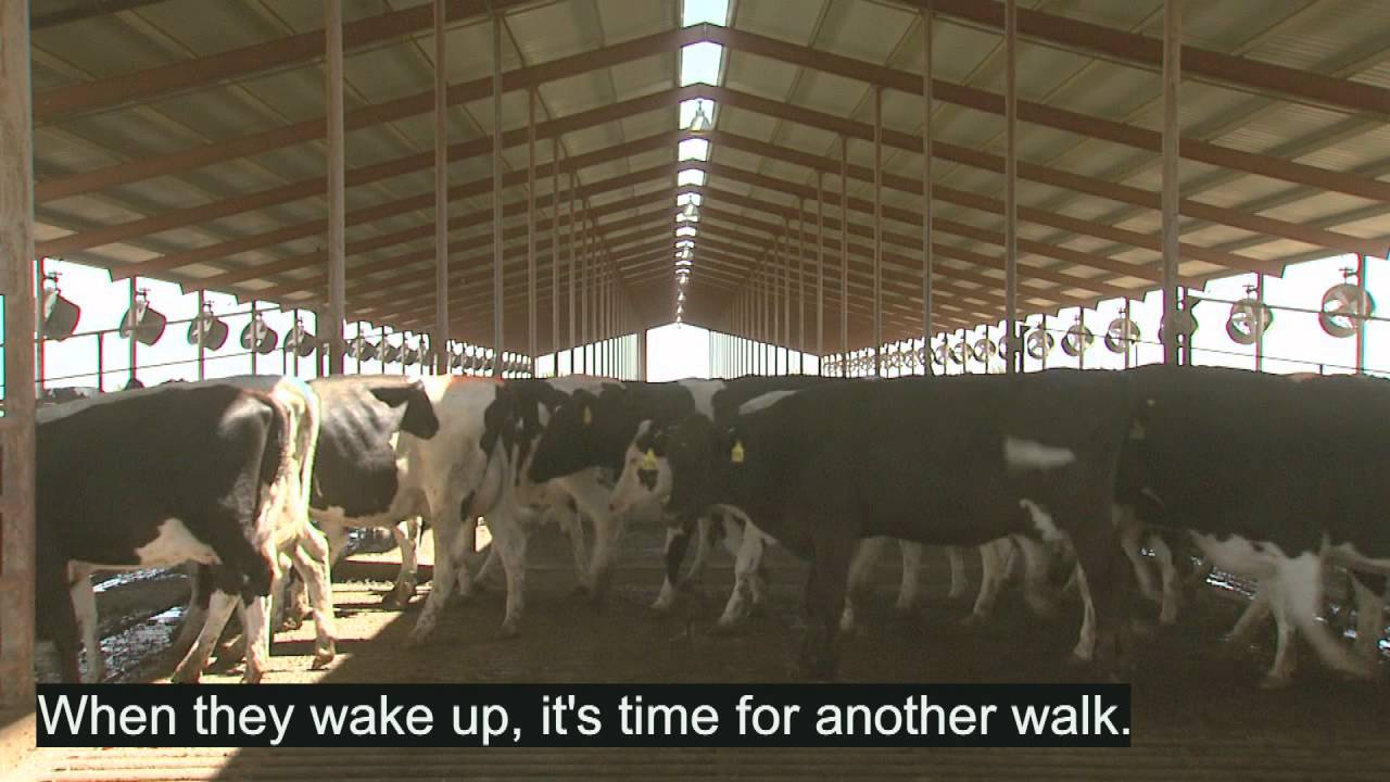 Day in Life of a Cow - YouTube