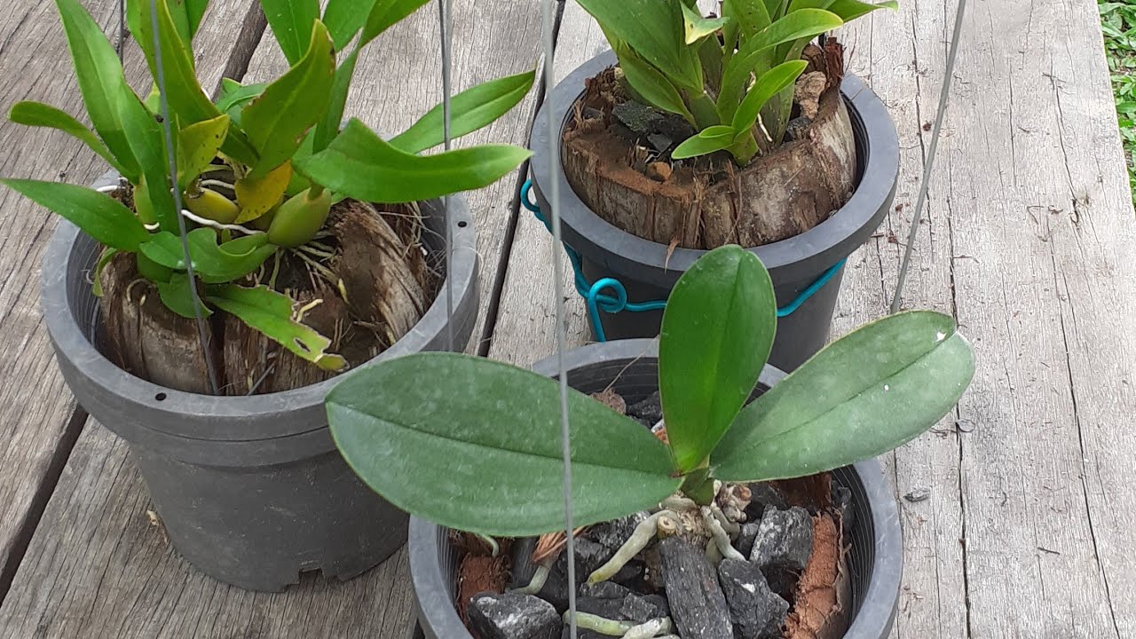 Cara mudah & jimat: Buat pasu sabut #orchids | Norehan Othman - YouTube