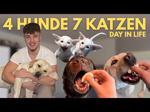 Mein Alltag mit 7 Katzen 🐱 & 4 Hunden 🐶 | Katzenbabys  & tierische Abenteuer! | Day in Life