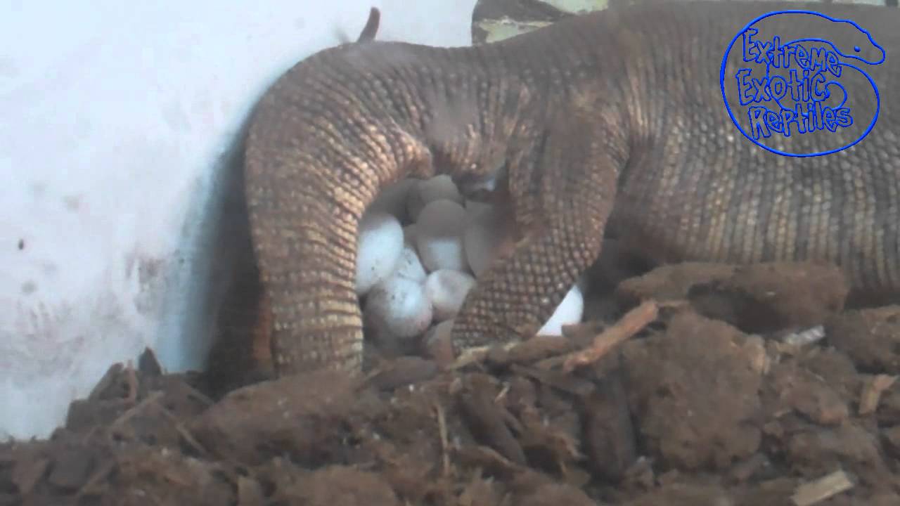 Breeding Savannah Monitors - YouTube