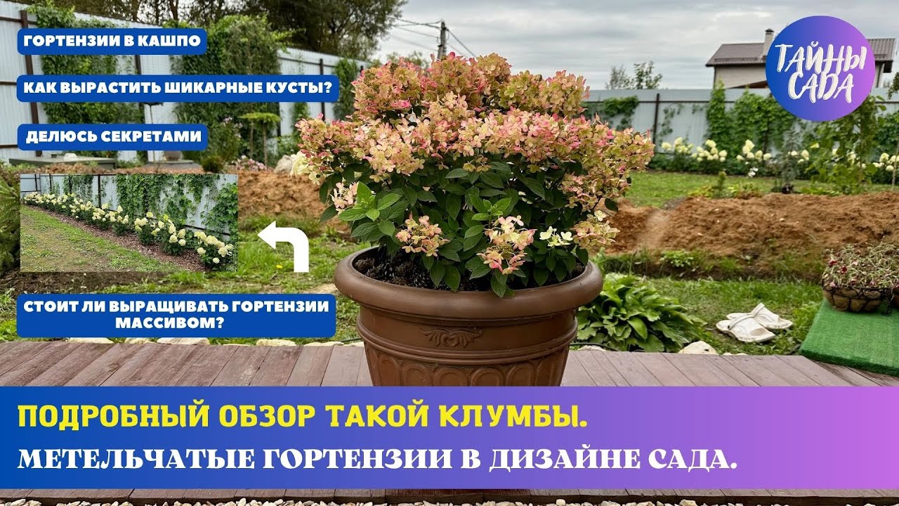 СМЕЛО САЖАЙТЕ ГОРТЕНЗИИ В КАШПО! У ВАС ВЫРАСТУТ ШИКАРНЫЕ КУСТЫ #МОЙ ...
