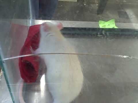 splinter cat trial 2 - YouTube