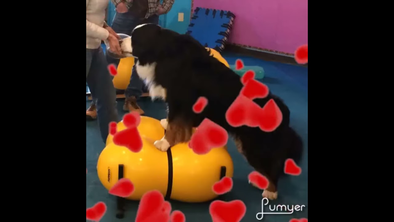 Canine Conditioning Exercise and the Peanut Ball Holder - YouTube