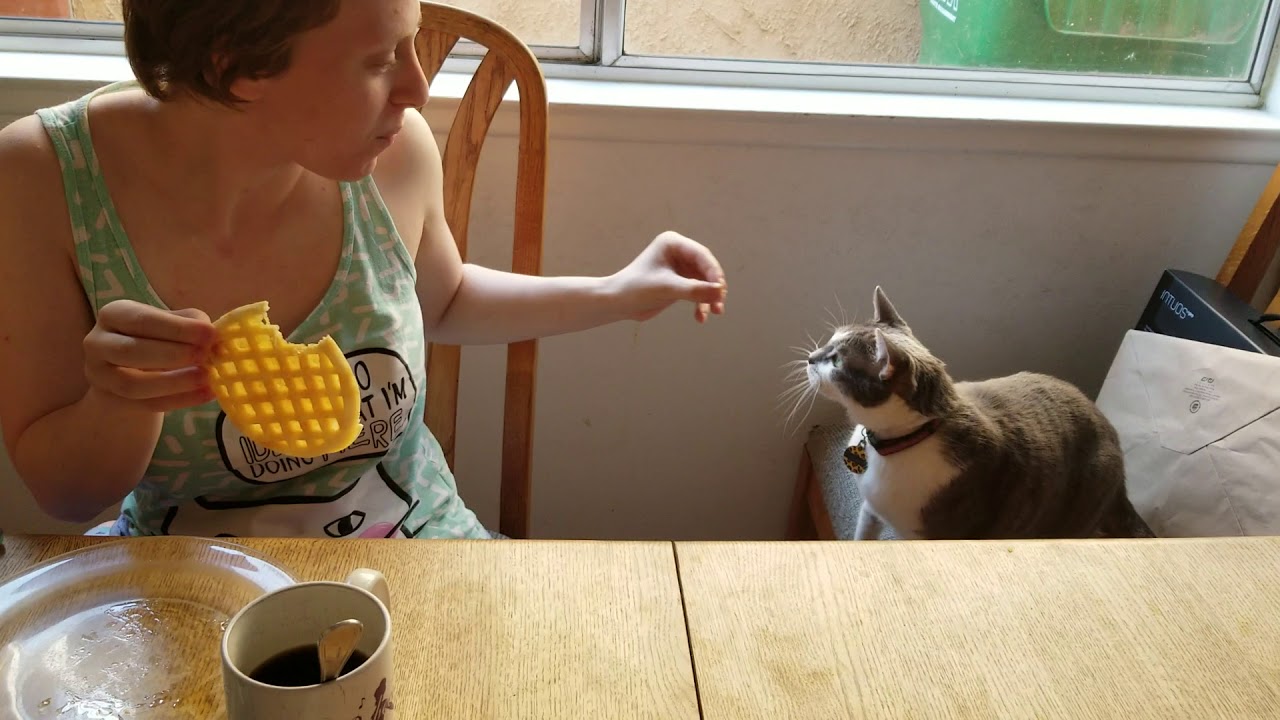 Mimic the cat mimics ASL - YouTube