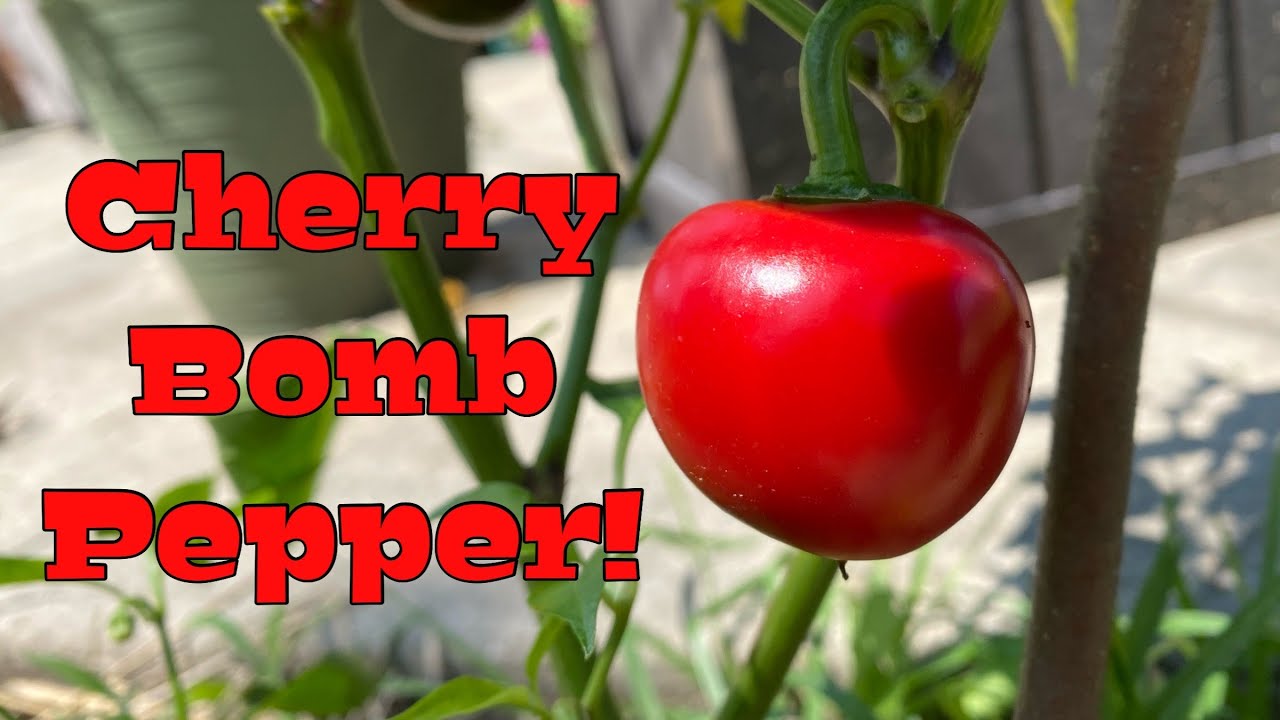 Cherry Bomb Hot Pepper - YouTube