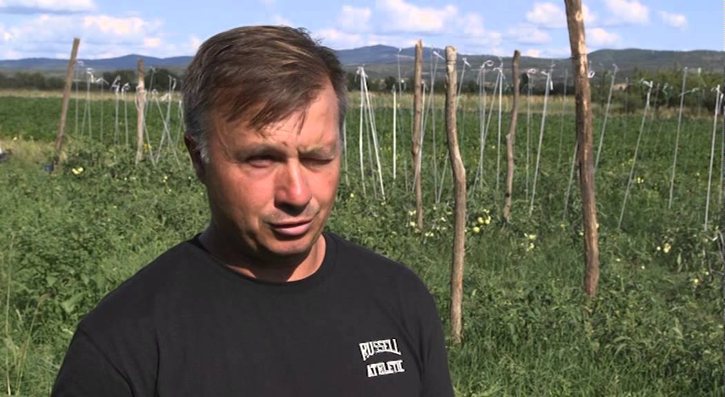 Proizvodnja povrca na otvorenom u selu Gornji Ristovac U nasem ataru ...