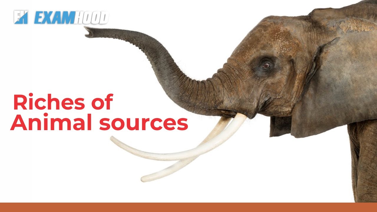 Riches of Animal Resources - YouTube