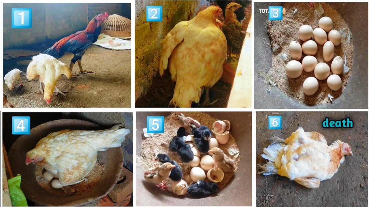 White female hen 13 Laying Eggs//Hen 12 Chicks Hatched//Beautiful And ...