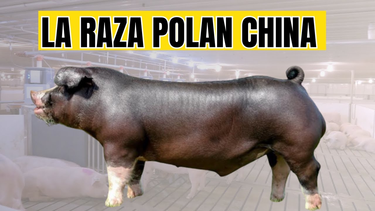 Raza de cerdo Poland Chino y sus características productivas y ...