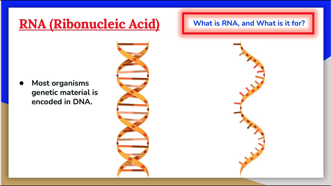 Nucleic Acids 4: Introduction to Ribonucleic Acid (RNA) - YouTube