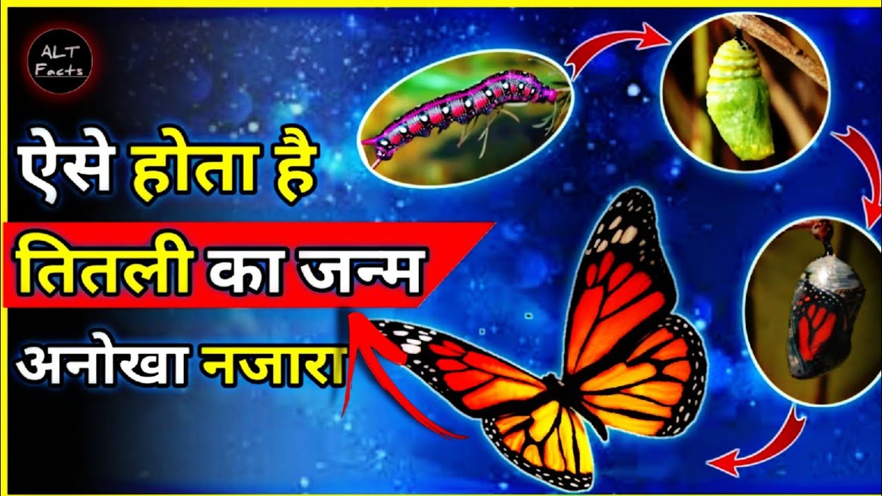 तितली का जीवन चक्र🤔। Larva Butterfly Life Cycle Video। Titli kaise ...
