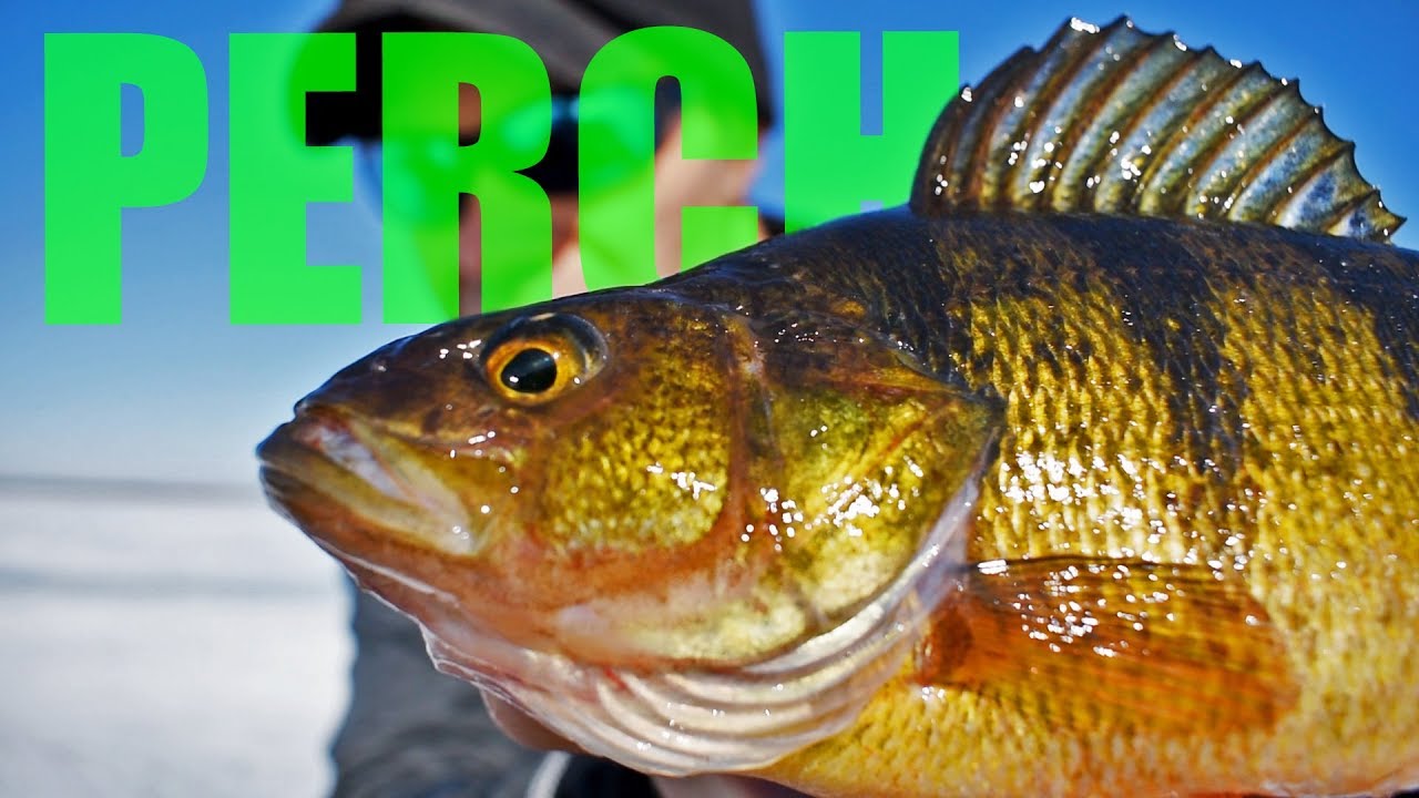 Late Ice PERCH | March (2019) - YouTube