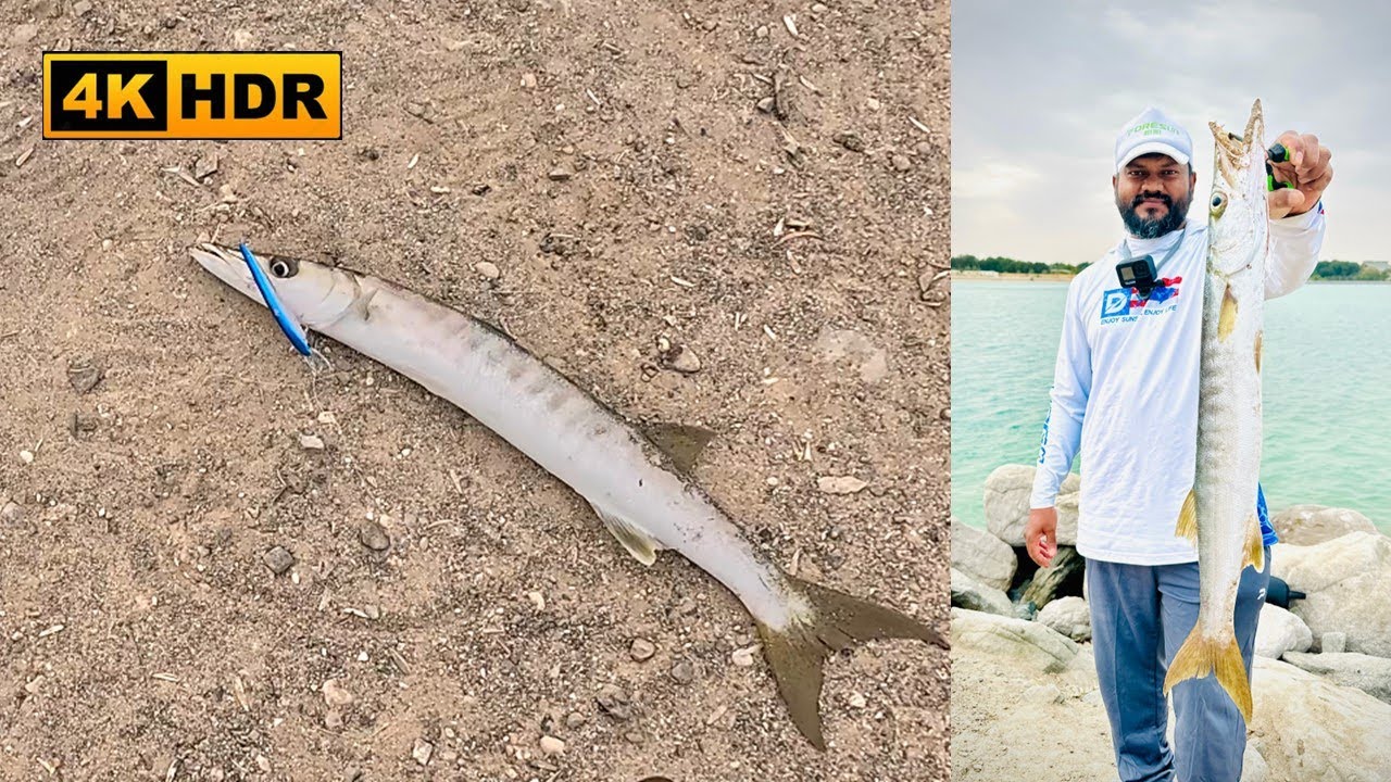 Barracuda catch under Musaffah bridge | Fishing in Abudhabi | UAE ...