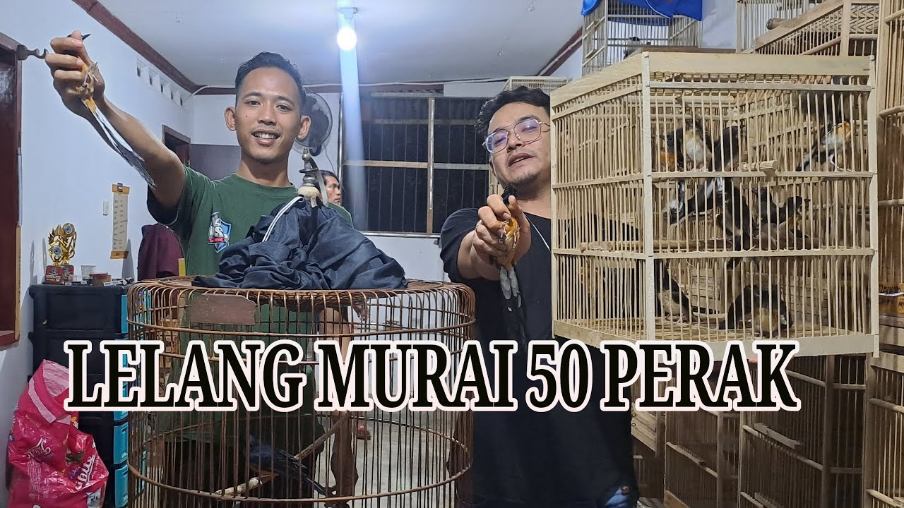 GEBRAK LELANG MURAI Harga 50 Perak, GACORAN 1 JUTAAN - YouTube
