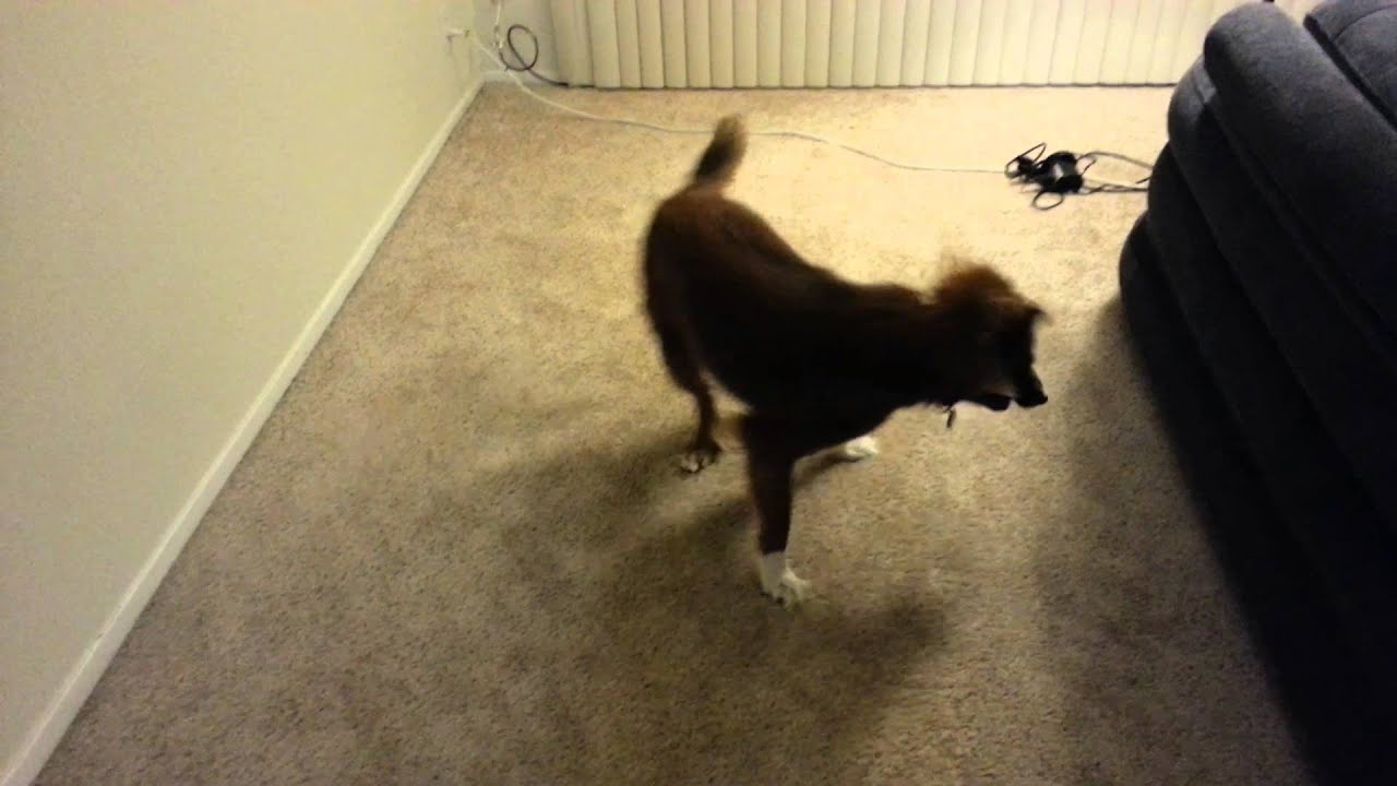 Easily Entertained - YouTube