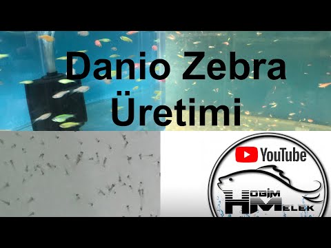 Danio Zebra Üretimi Tüm Detaylar / Danio Zebra Balığı-1