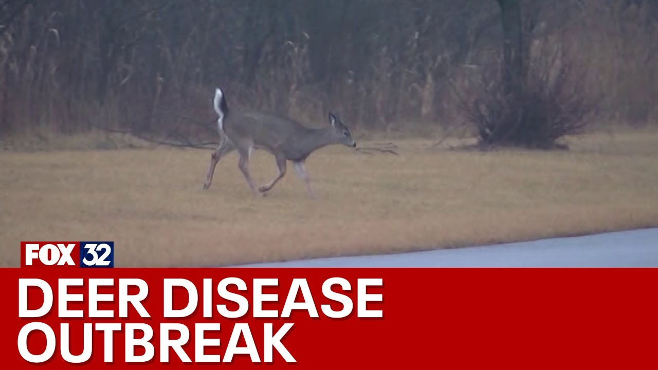 Whitetail Disease Thats Killing Deer Researchers Battle The Cause And