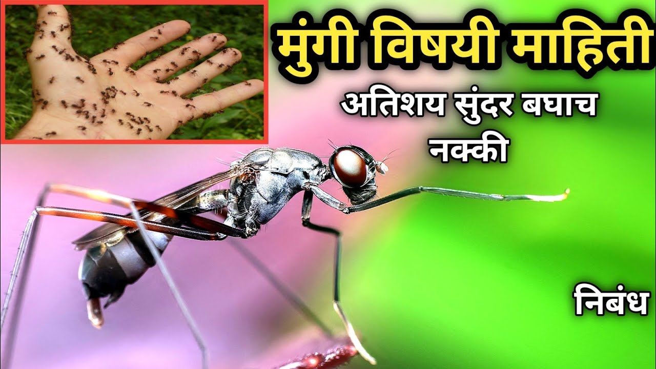 mungi chi mahiti | mungi vishay mahiti | mahiti | mungyanchi mahiti ...