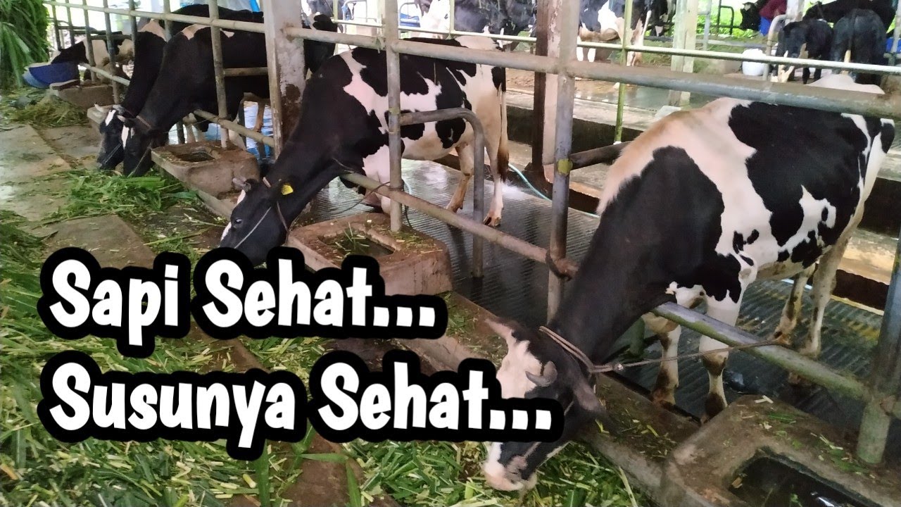 Peternakan Sapi Perah, Penghasil Susu Sapi Murni [Koperasi Sapi Merapi ...