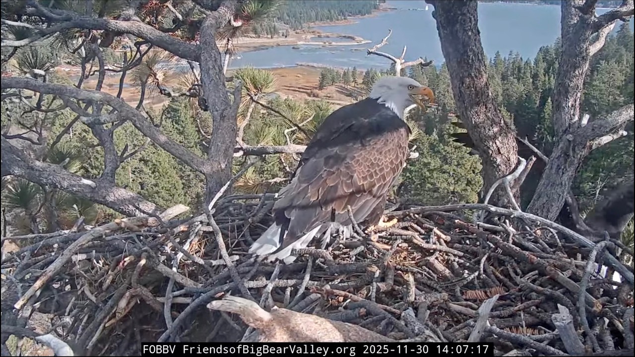Nov 30, 2025 | Surprise Visitor & Swift Eviction on a Windy Afternoon 🦅 ...