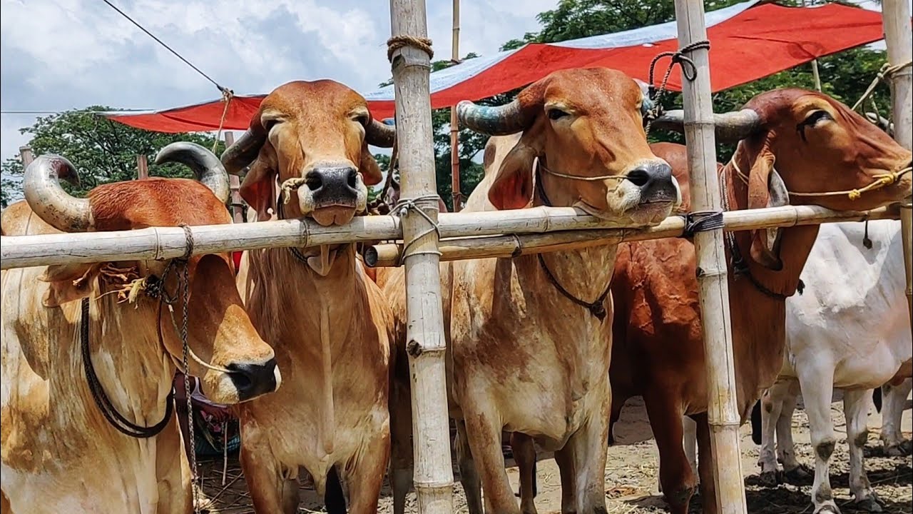 Indian Bail Collection At HAZRATPUR Paragram Gorur Hat || Dhaka Cattle ...