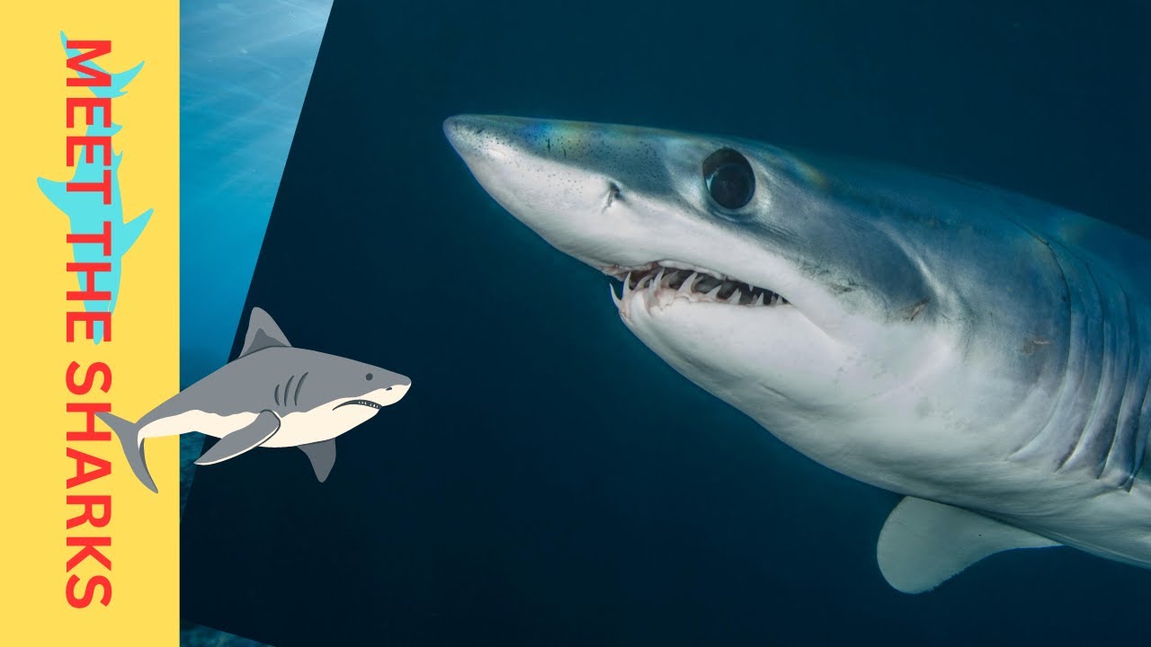 Discover Awesome Shark Types for Kids| Dive into the World of Sharks ...