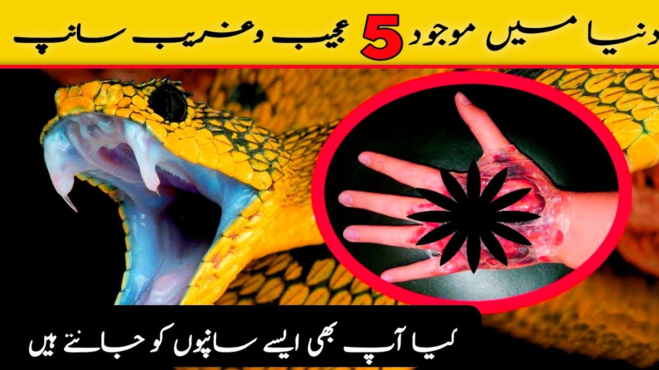 5 weirdest snakes in the world | weirdest snake | beautiful snakes ...
