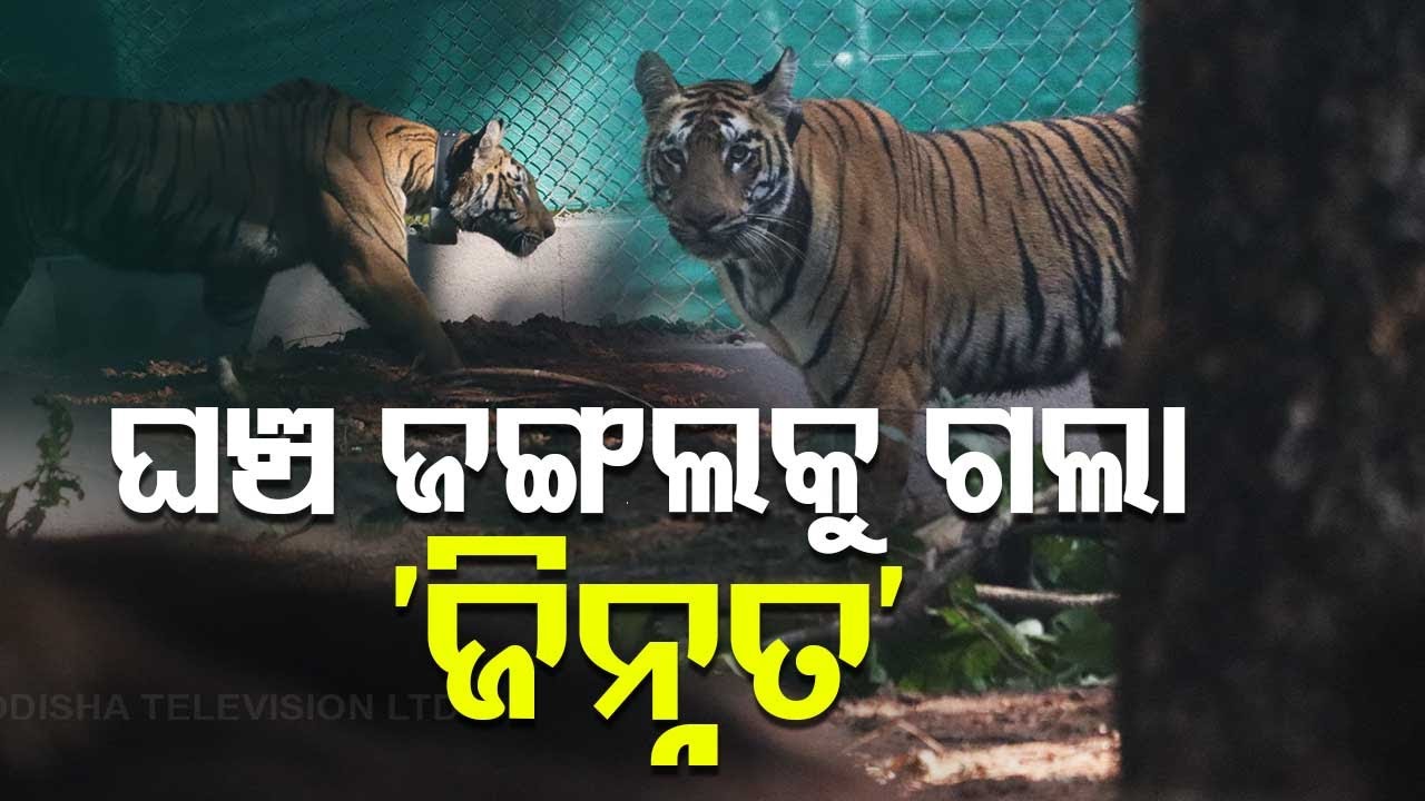 Tigress Zeenat Released Into Core Area of Similipal Forest - YouTube