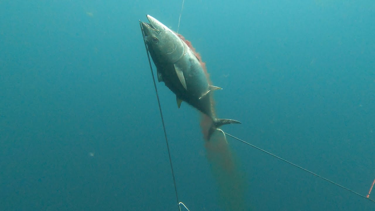 Tanner Bank Spear Fishing - YouTube