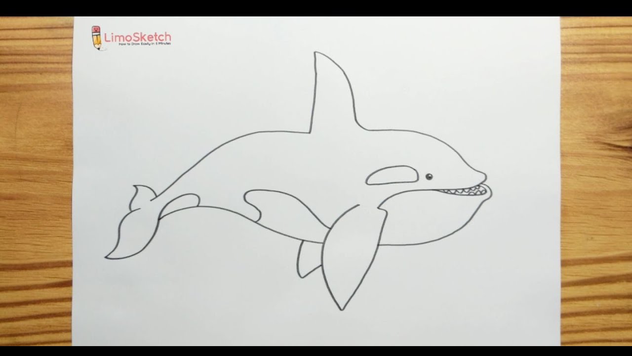 How to Draw A KILLER WHALE Easy Step by Step - YouTube