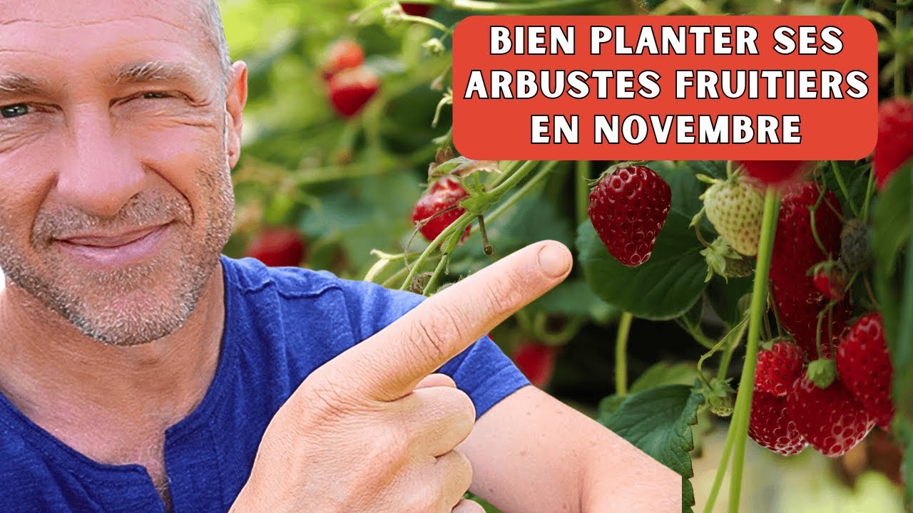 Plantation d'arbustes fruitiers au potager [petit tuto du potager ...