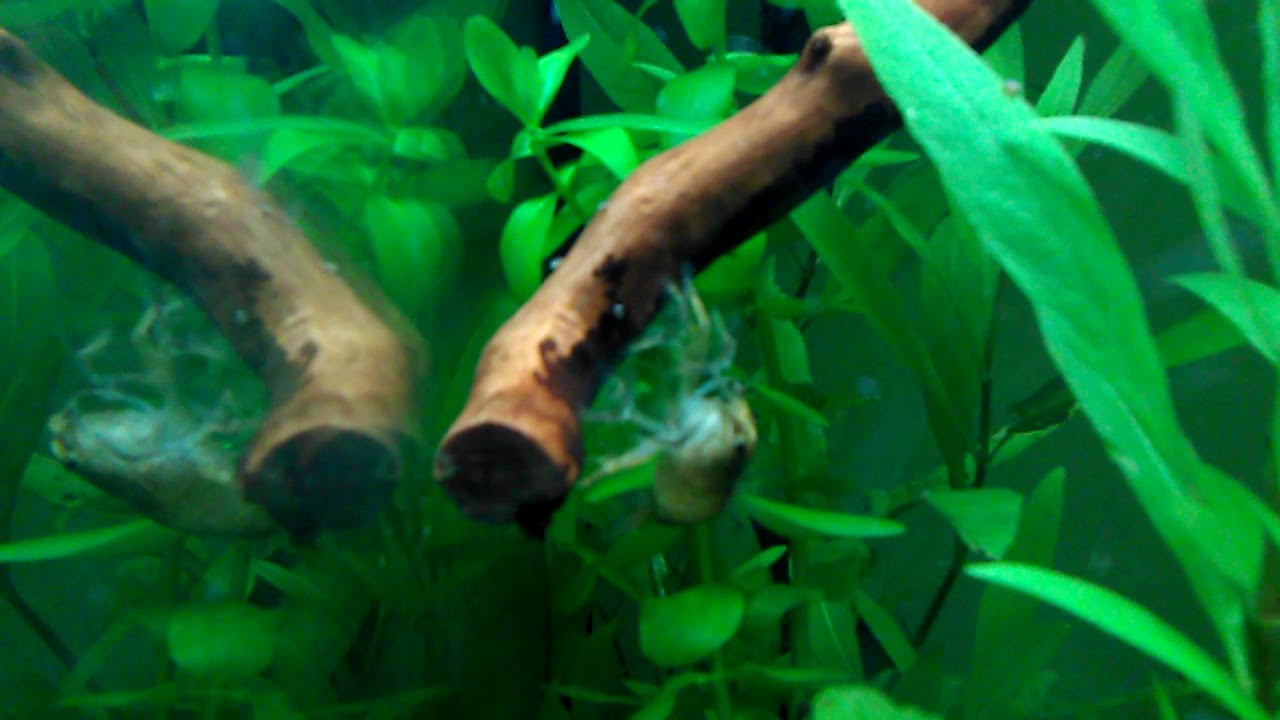 Bamboo/Wood shrimp fanning part two - YouTube