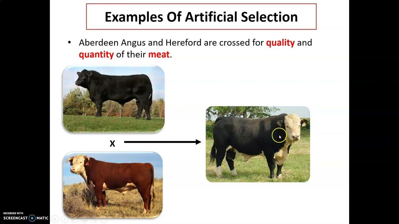 LECTURE CHAPTER 3 SELECTION PART 4 - YouTube