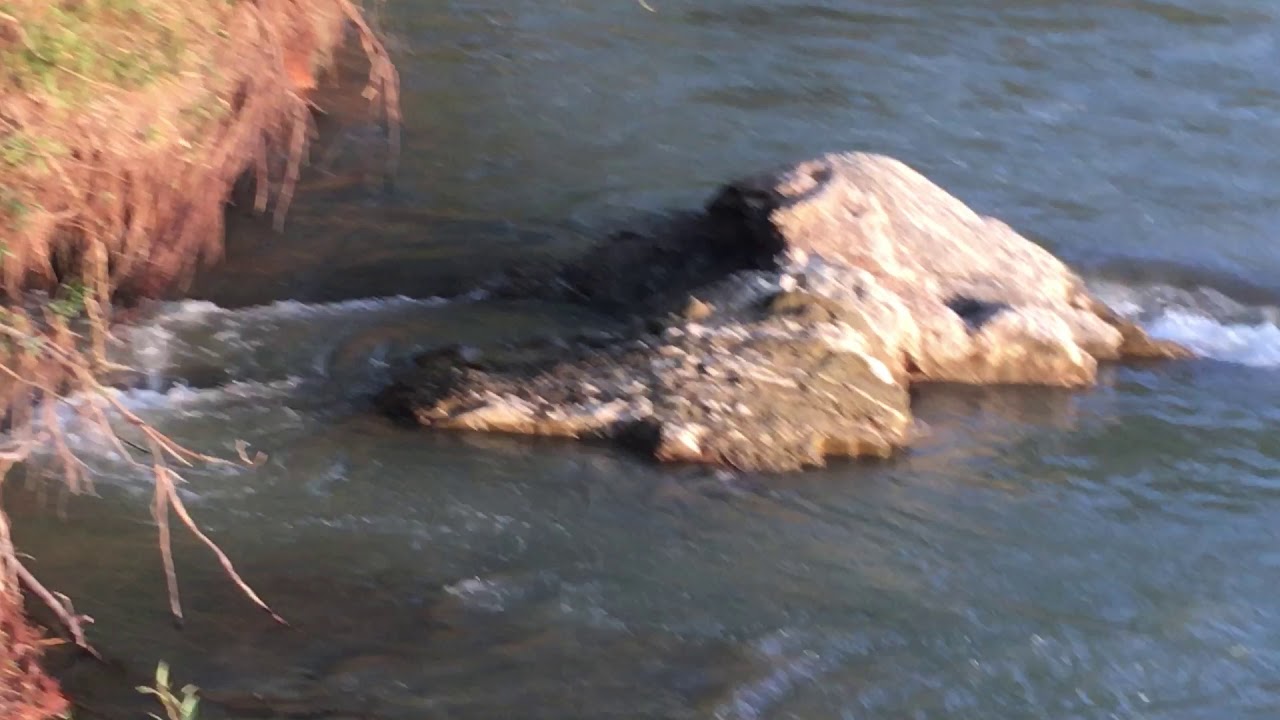 DEZASTRUL PE RAUL TROTUS 1-07-2019 ---- - YouTube