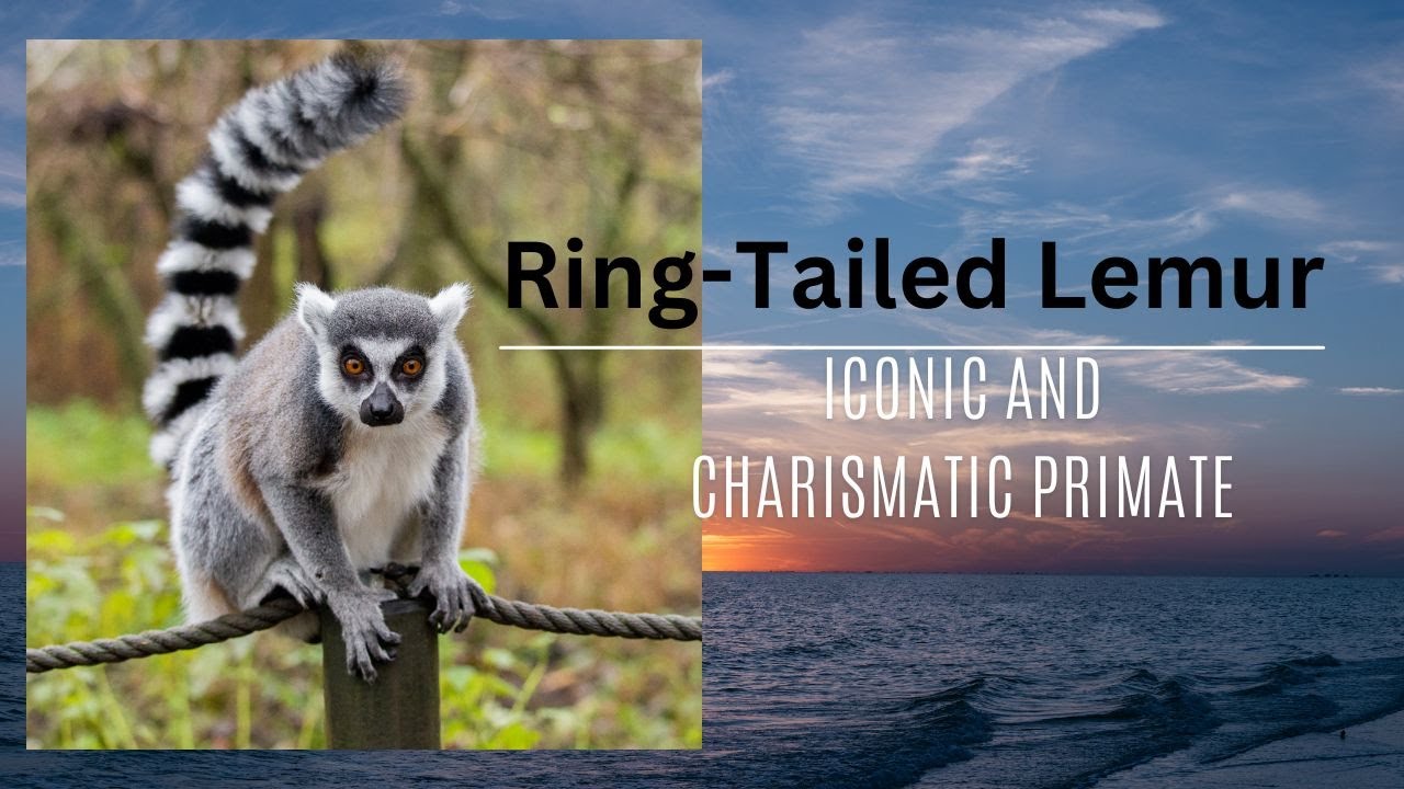 Ring-Tailed Lemurs: Iconic and Charismatic Primate #lemur #madagascar # ...