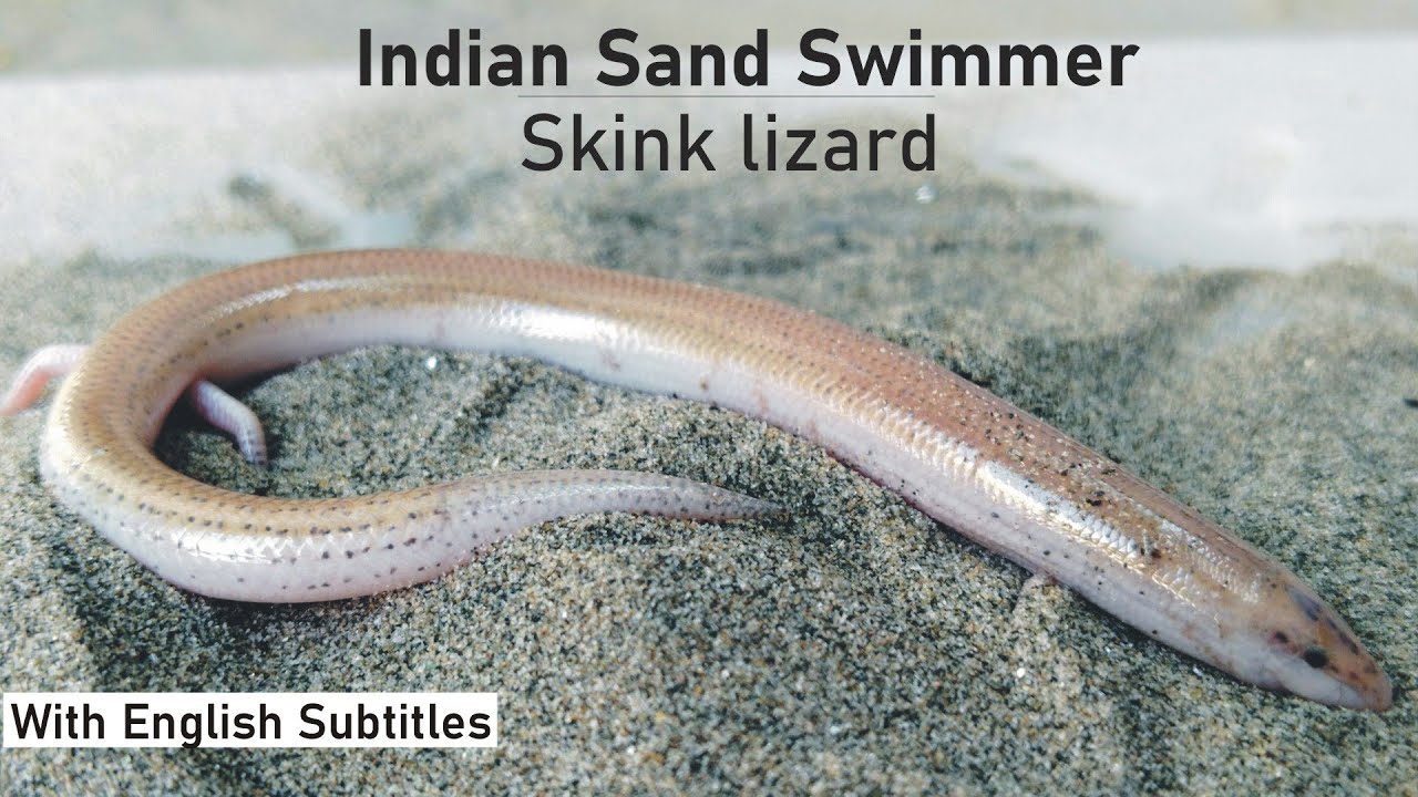 Raig Mahi Lizard |Skink lizard| Full Information in Hindi - YouTube