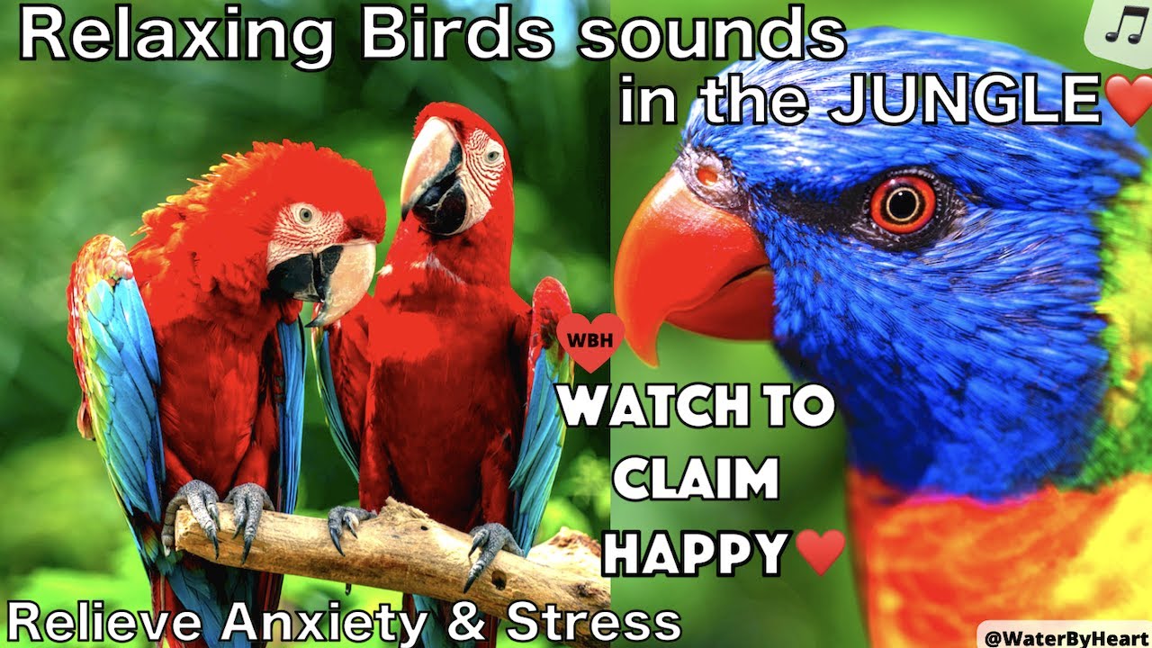 Relaxing BIRDS sounds IN THE JUNGLE,Beautiful MELODY with PARROTS ...