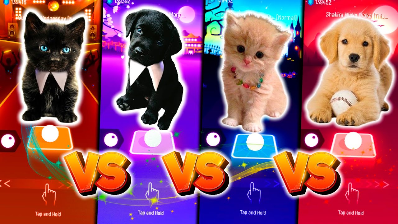 CUTE CAT VS CUTE DOG LADY GAGA BLOODY MARY VS CUTE CAT VS CUTE DOG ...