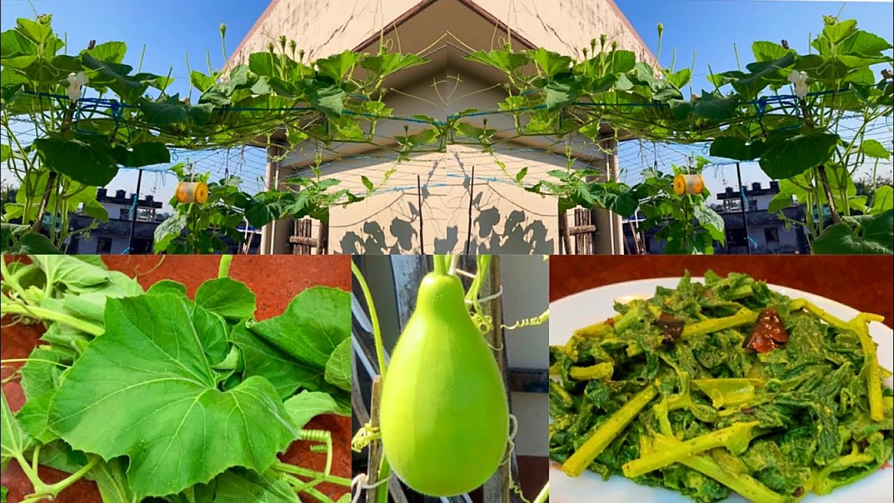 Harvesting Organic Bottle Gourd Leaves And Stem To Cook Healthy Recipe ...