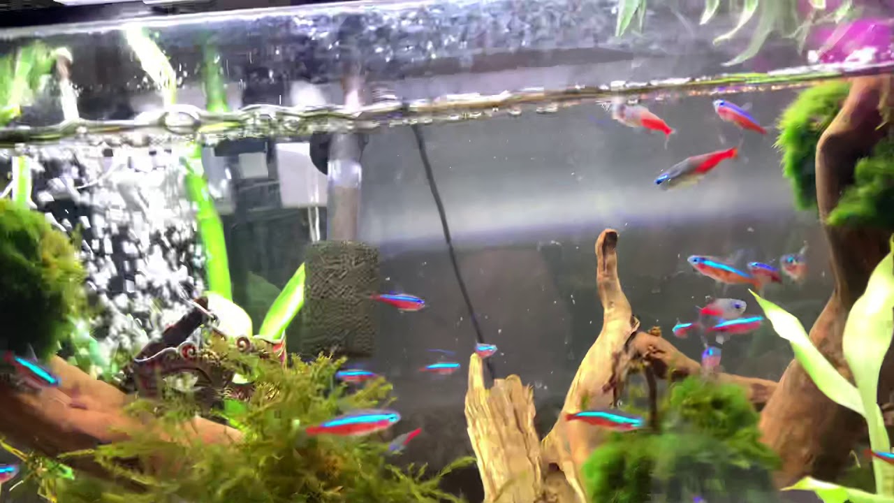 Neon fish feeding fish tank - YouTube
