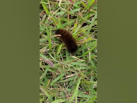 Caterpillar On The Move - YouTube