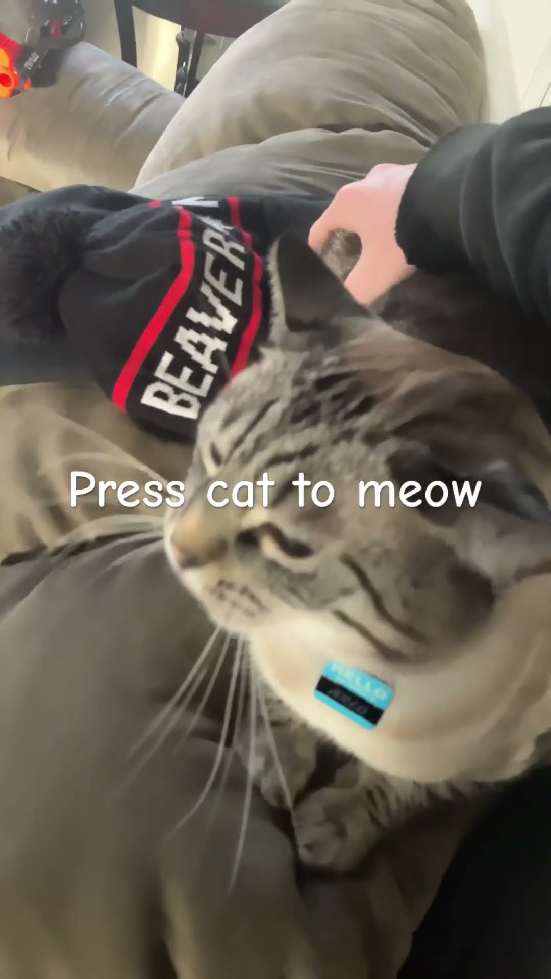 Press cat to meow - YouTube