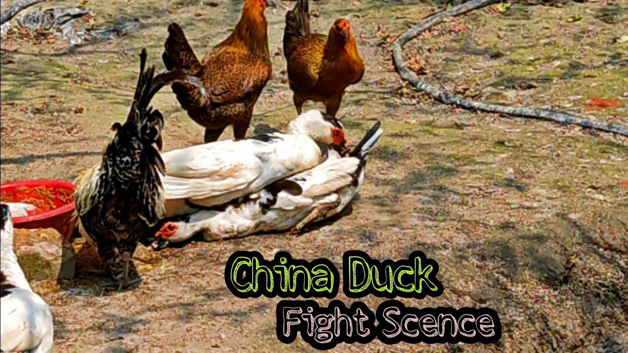 China Duck Fight Each-other || Beautiful Muscovy Duck - YouTube