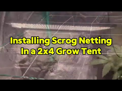 Installing a scrog net in my 2x4 grow tent - YouTube