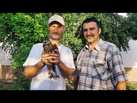 Zərərvericilərlə gidalanan Şahin quşu növünü tanıyaq.