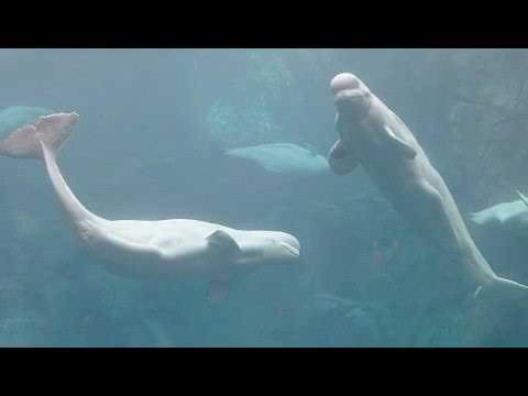 What Is the Food Chain of the Beluga Whale? - YouTube