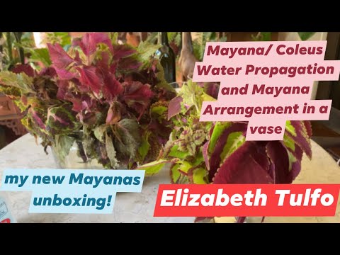 Coleus/Mayana Arrangement in water. Grow roots of your Mayana in water ...