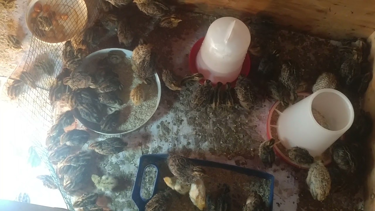 Comment Réussir l'élevage de Cailles !! LA POUSSINIÈRE 🐤 - YouTube